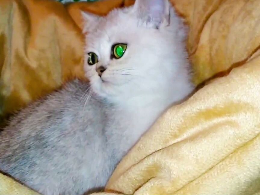 Британские,Шотландские котята Шиншиллы whiskas