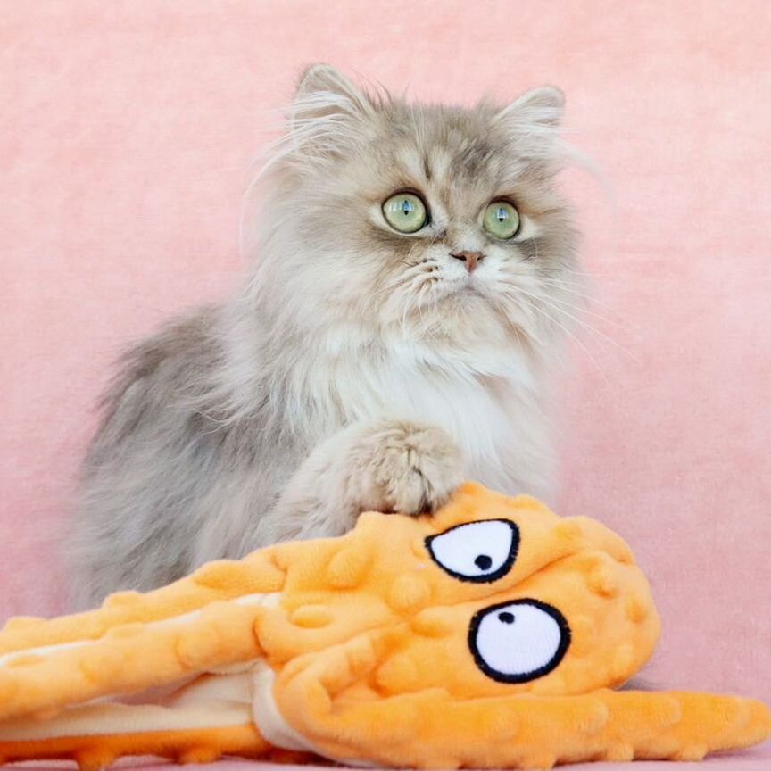 Прямошерстный селкирк