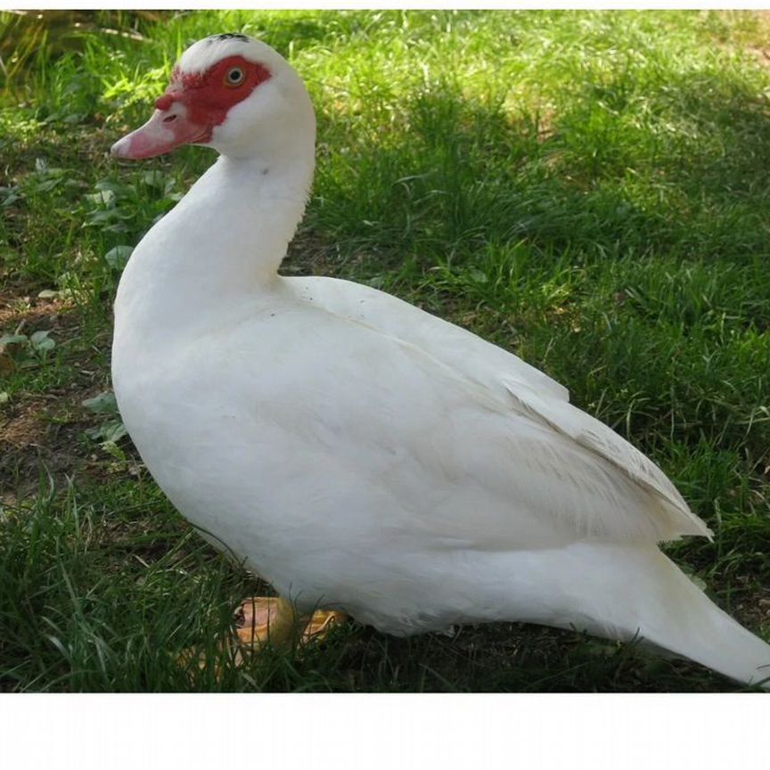 Индоутка мускусная утка