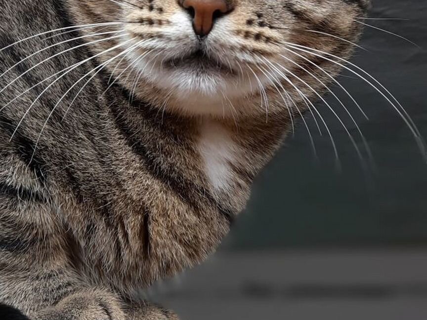 Кошки в добрые руки