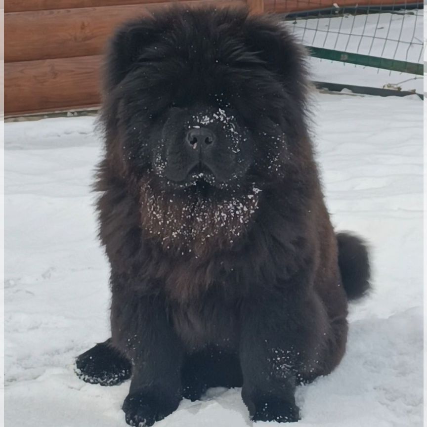 Чау-чау, щенок