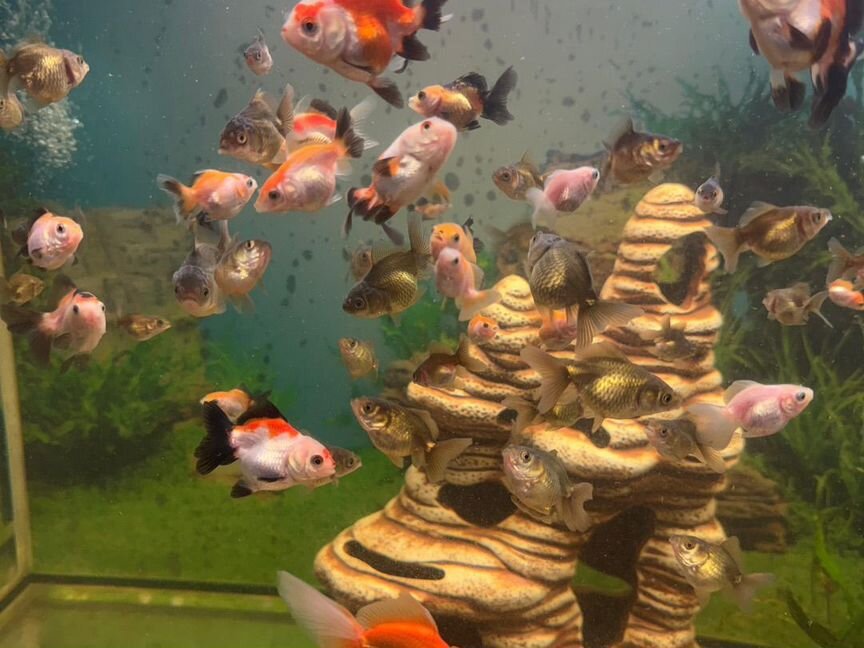 Породистые золтые рыбки, оранда триколор