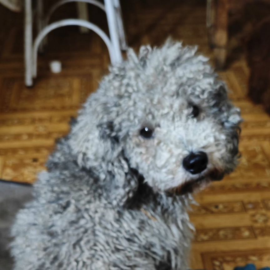 Той-пудель, щенок