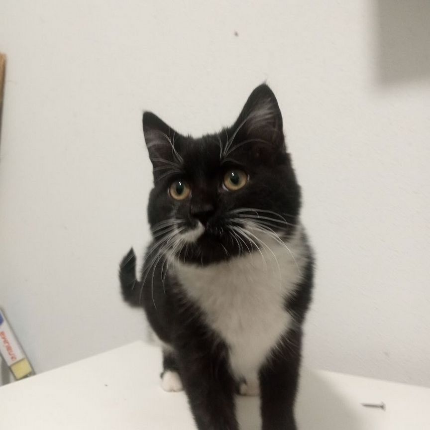 Котенок в добрые руки мальчики