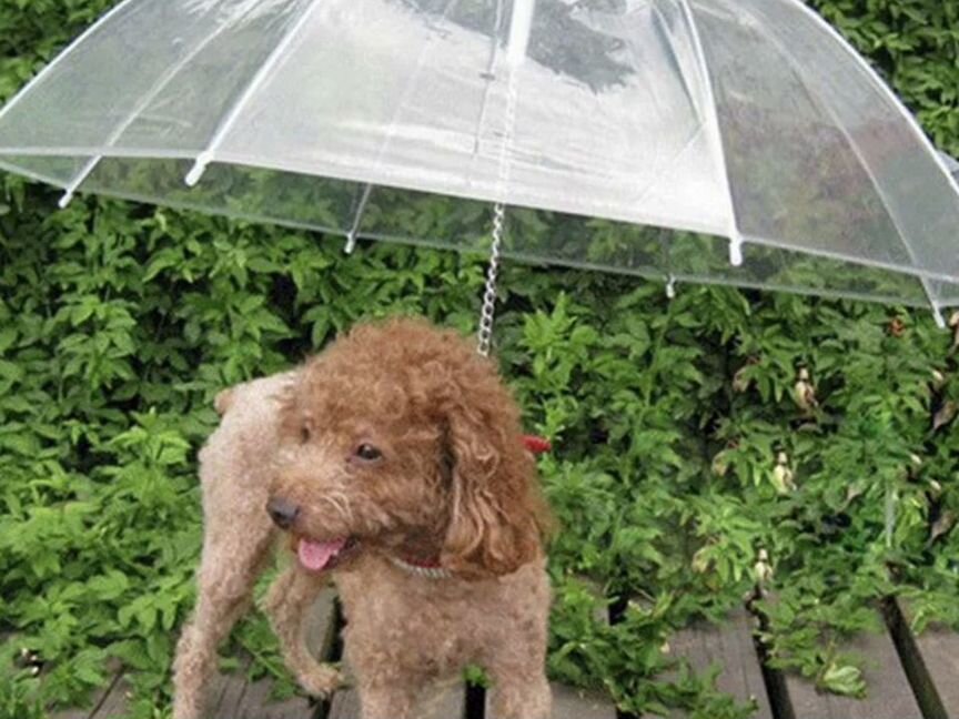 Зонт для собак