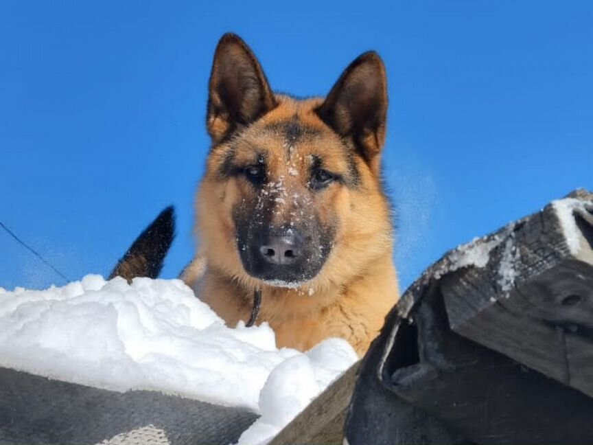 Немецкая овчарка