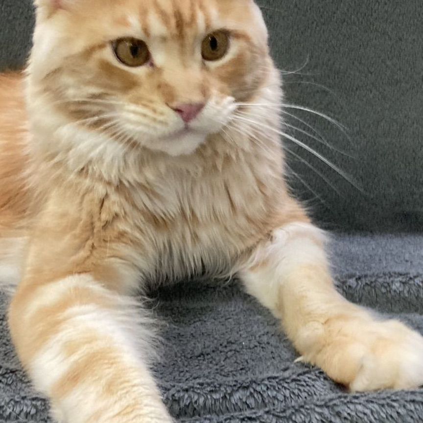 Мейн кун котята