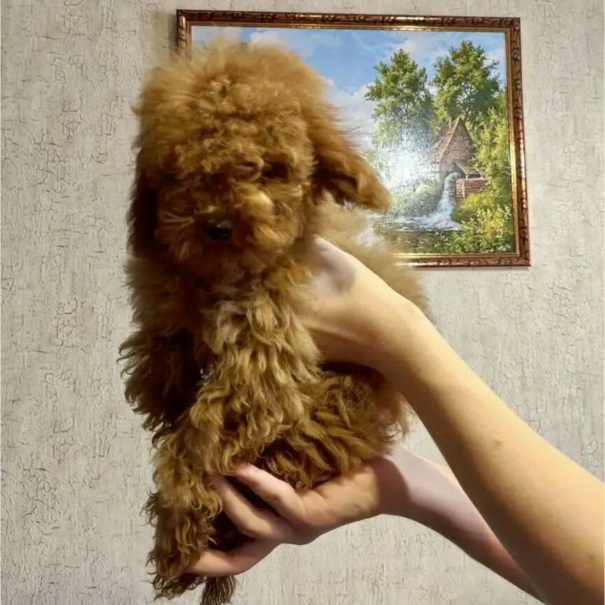 Той-пудель, щенок