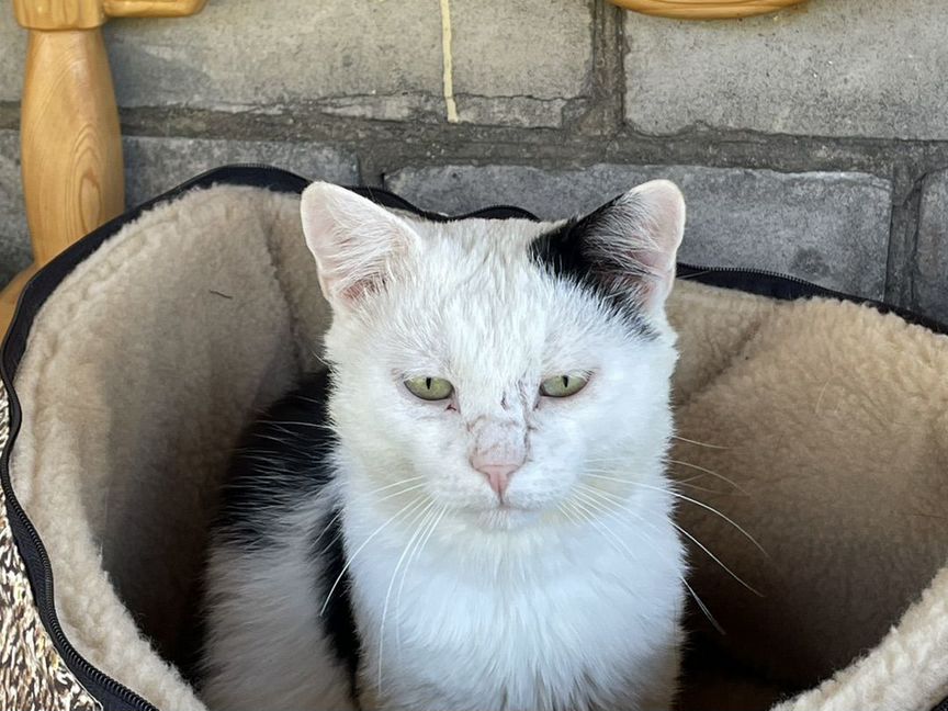 Кот