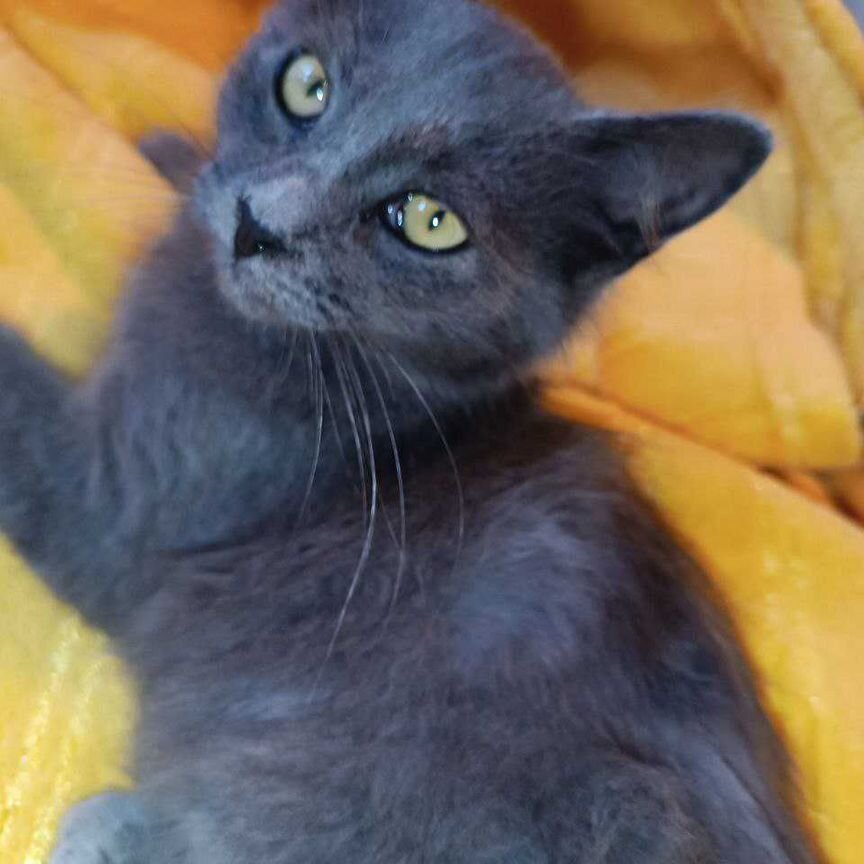 Котенок Нибелунг