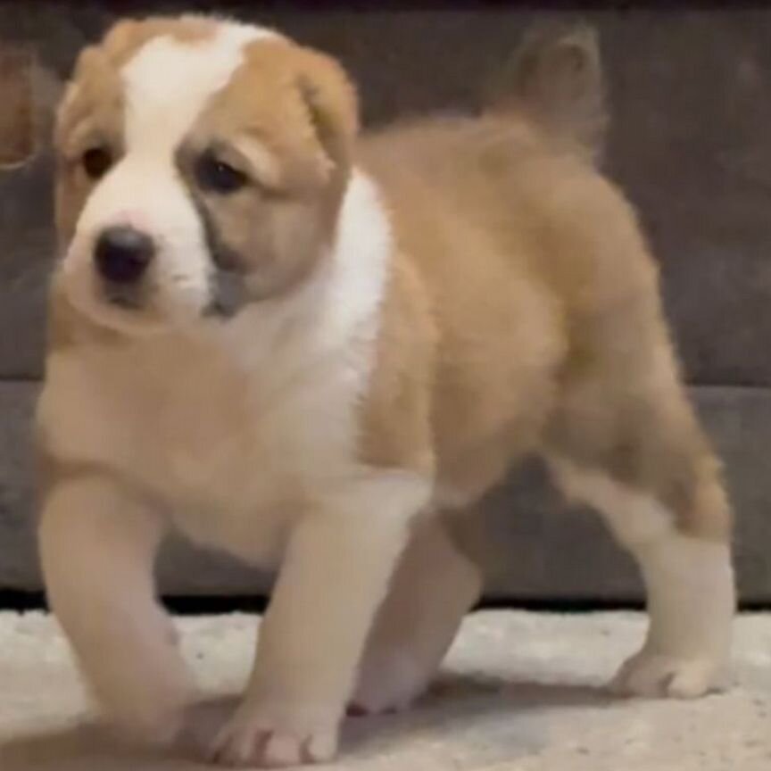 Щенки алабая