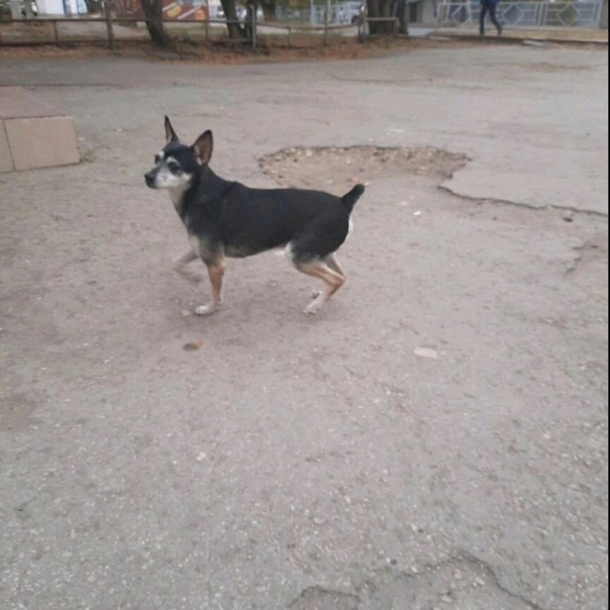 Тойтерьер