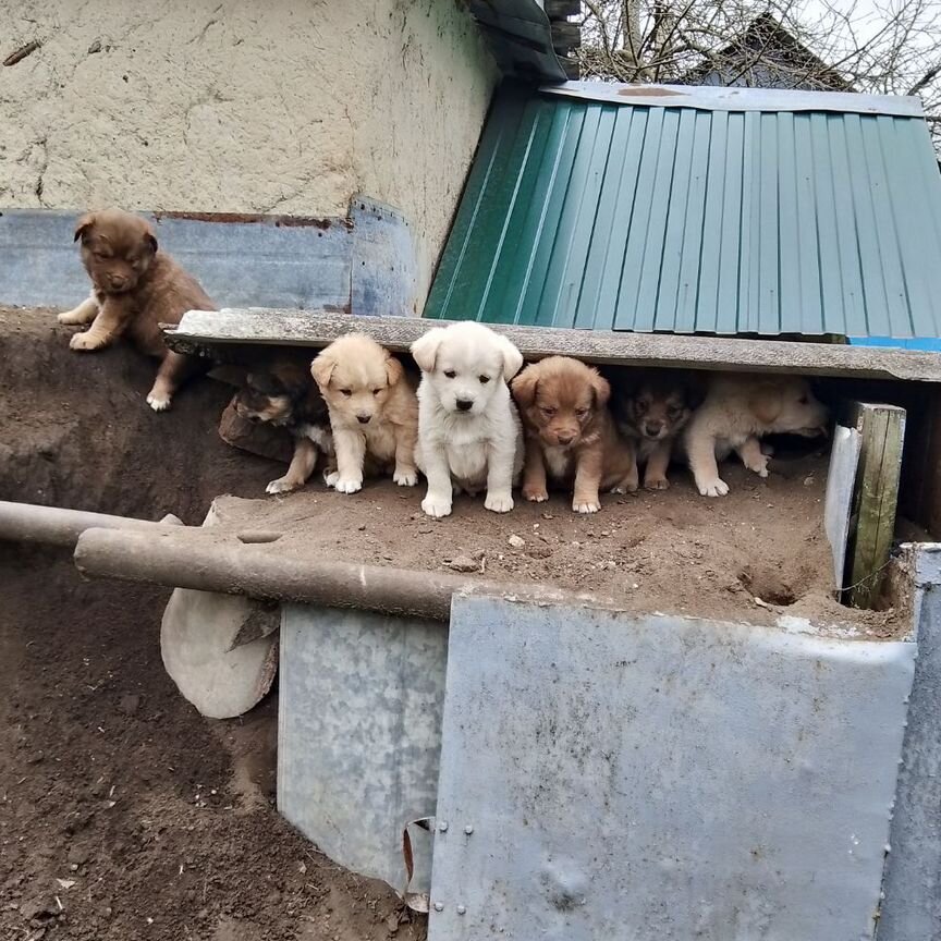 Щенки дворовые