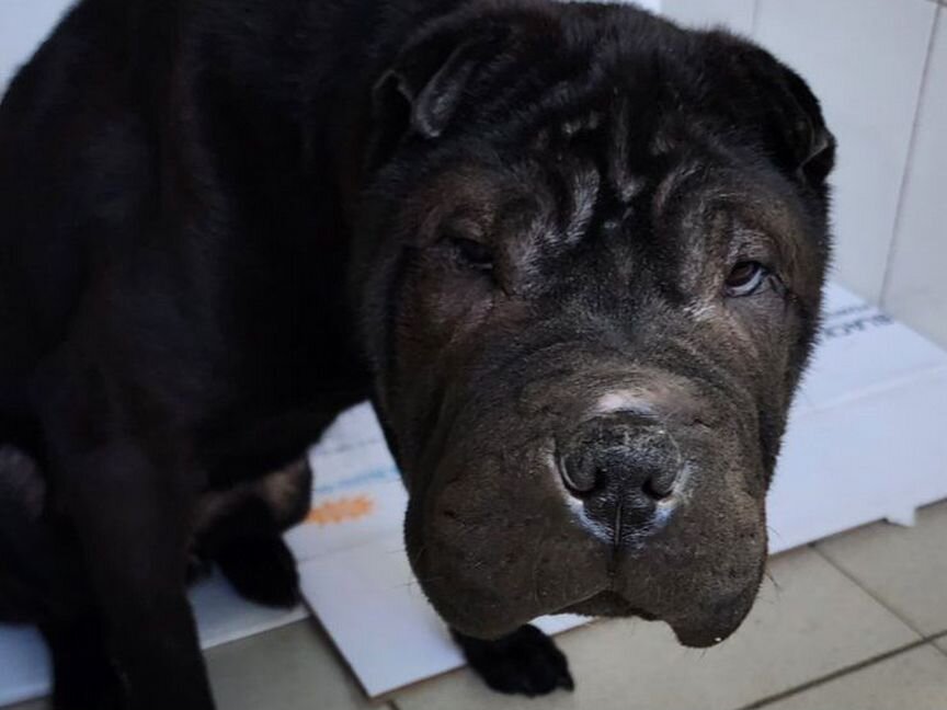 Бубе очень нужен дом