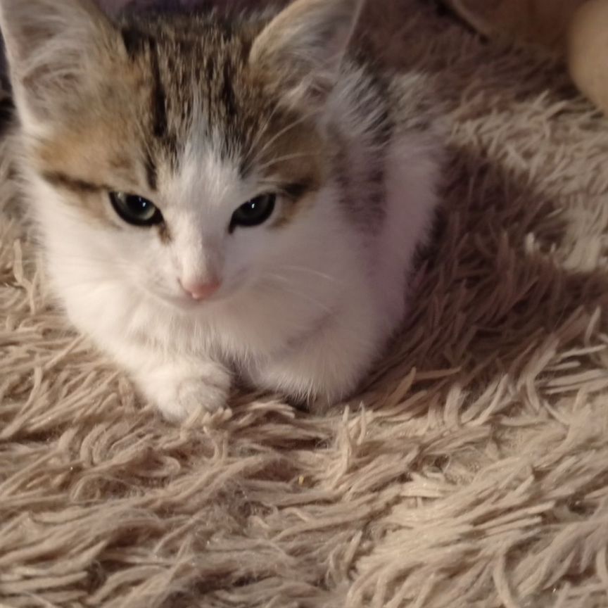 Котенок девочка
