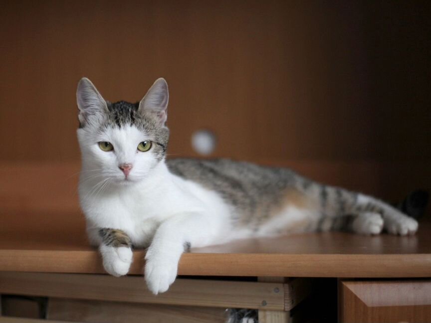 Корица ищет дом