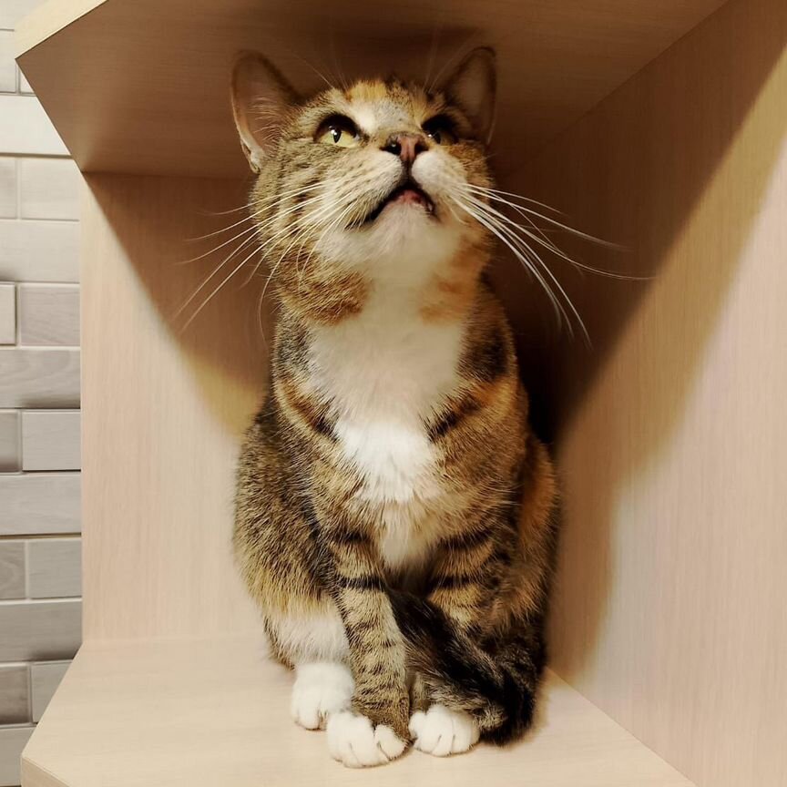 Сжальтесь над кошечкой заберите домой