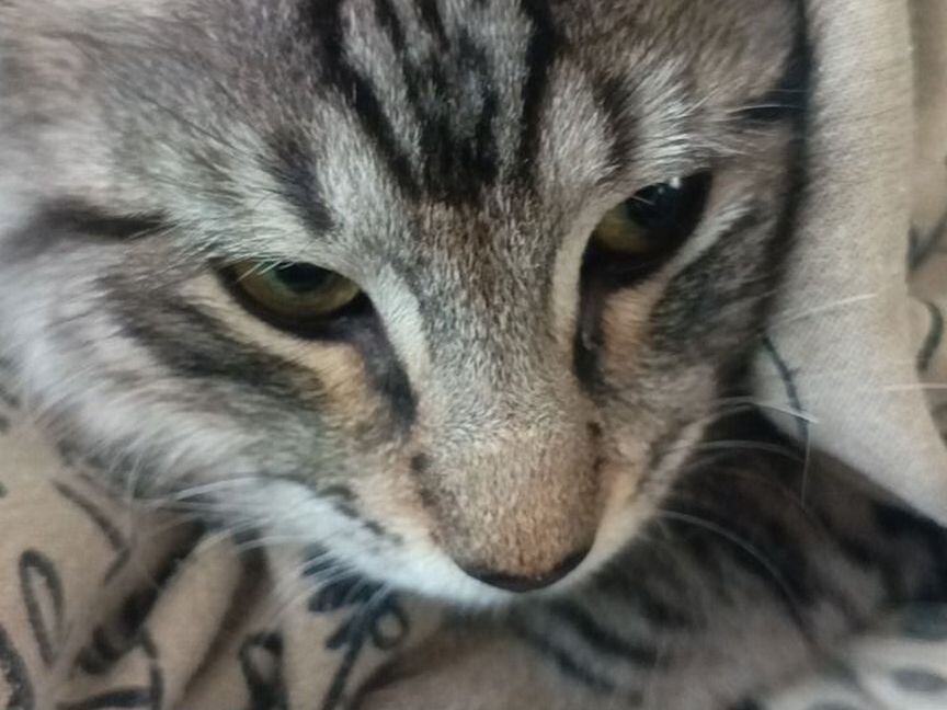 Котёнок турецкой ангоры