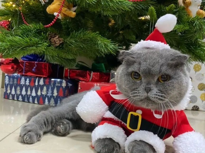 Костюм для кошек и собак мелких