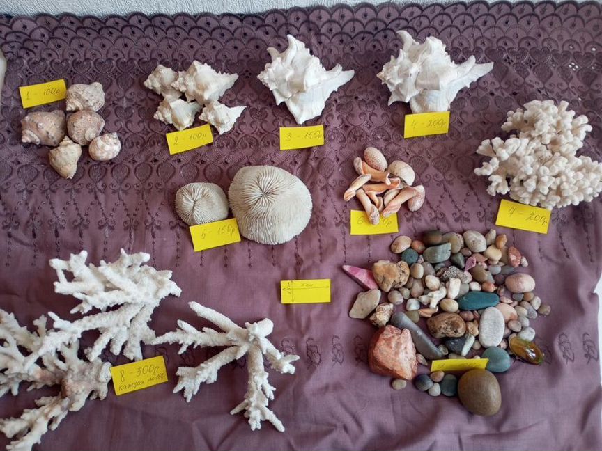 Ракушки для аквариума