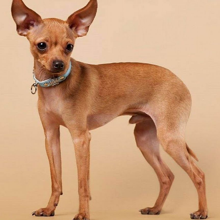 Английский той-терьер, щенок