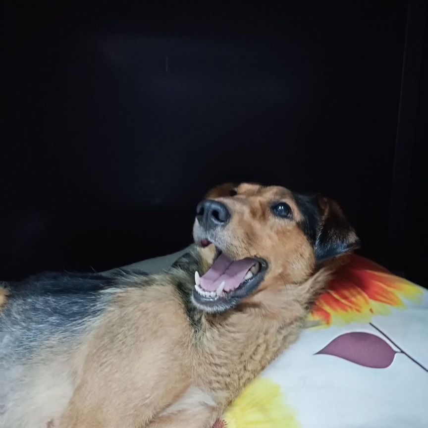 Собака после травмы головы в заботливые руки