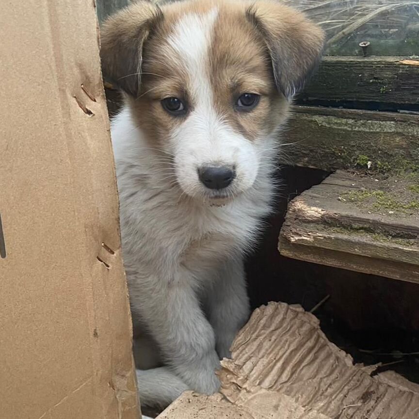 Скромная девочка в добрые руки