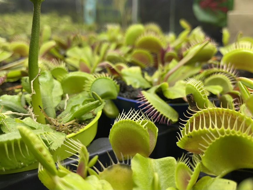 Хищные растения