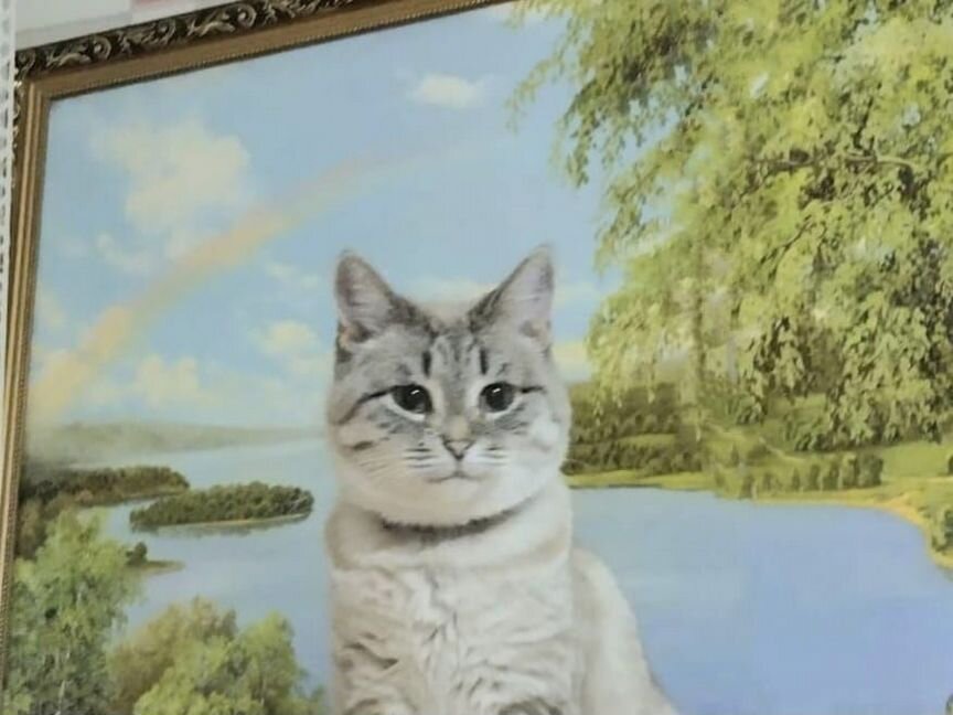 Симочка ласкуша, стерелизована, привита