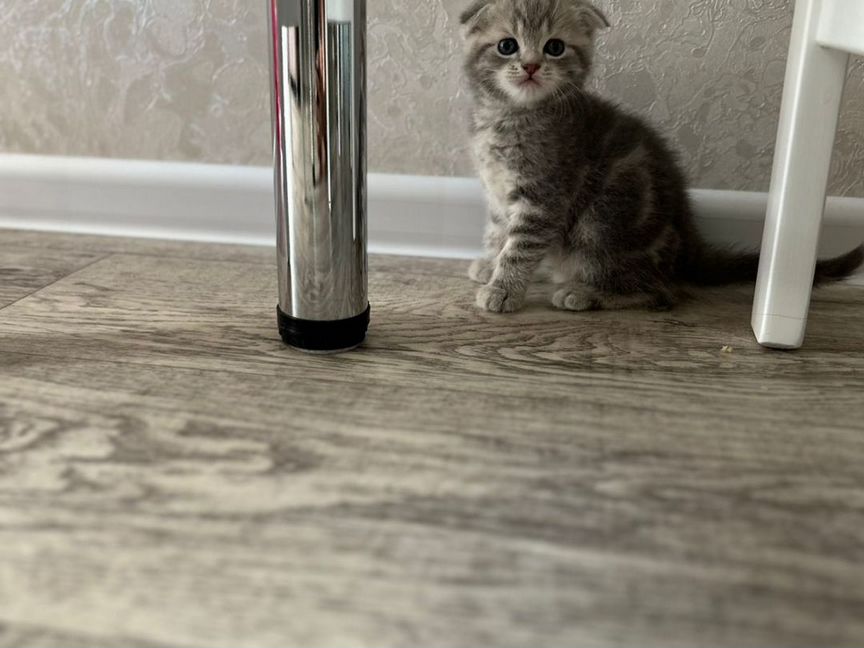 Котенок девочка Шотландская вислоухая