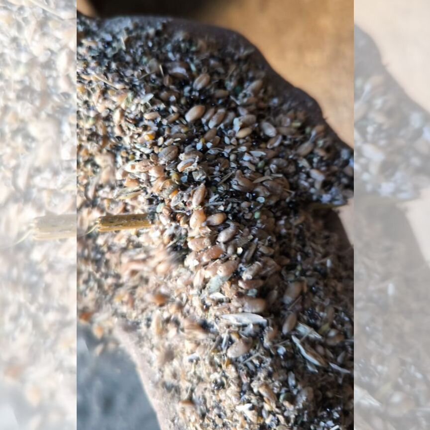 Пшеничные отходы