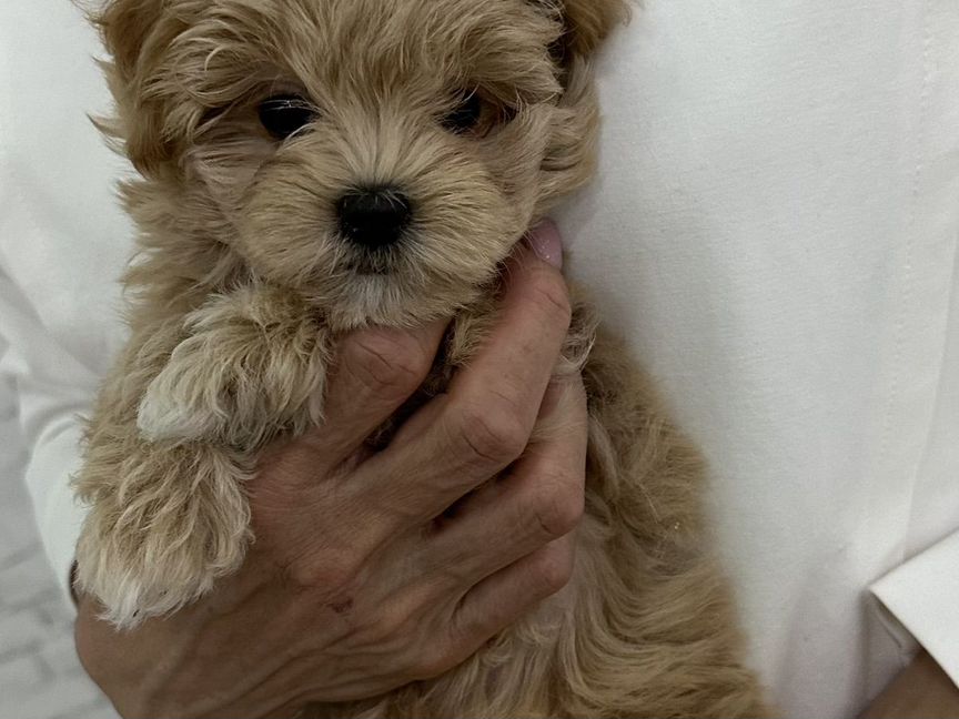 Мальтипу f1 mini