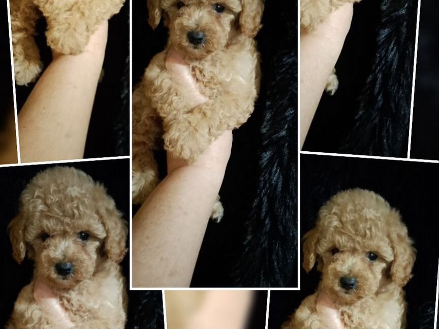 Той-пудель девочка