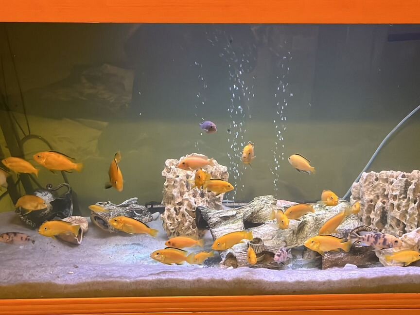 Аквариум с рыбками