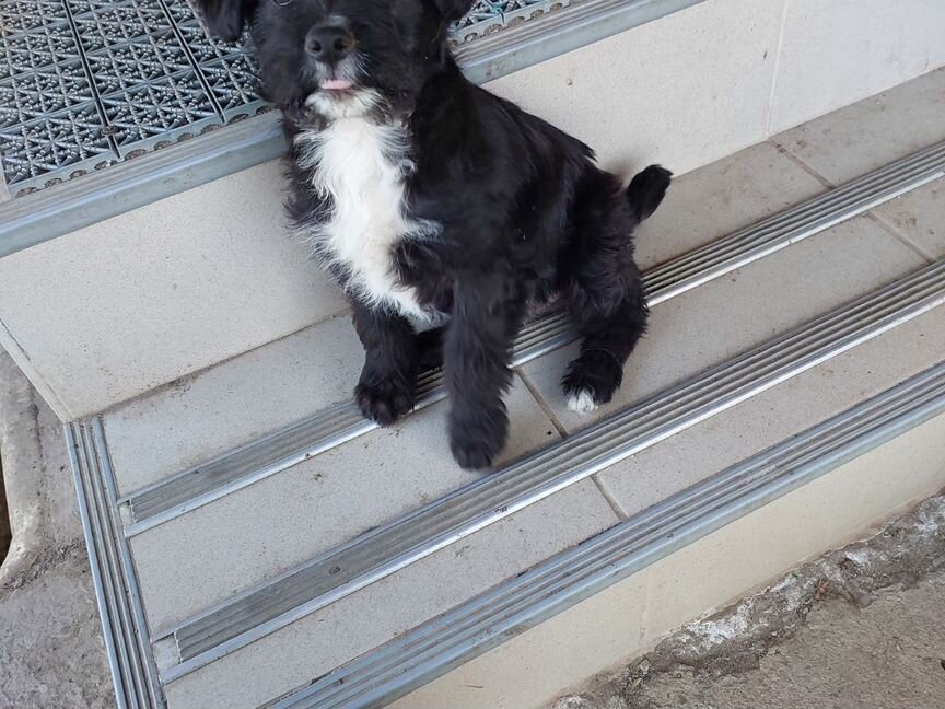 Щенок-девочка