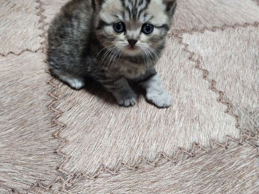 Шотландские вислоухие котята