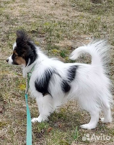 Собака бабочка