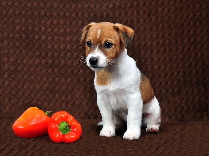 Отличный породный мальчик Джек Рассел терьера