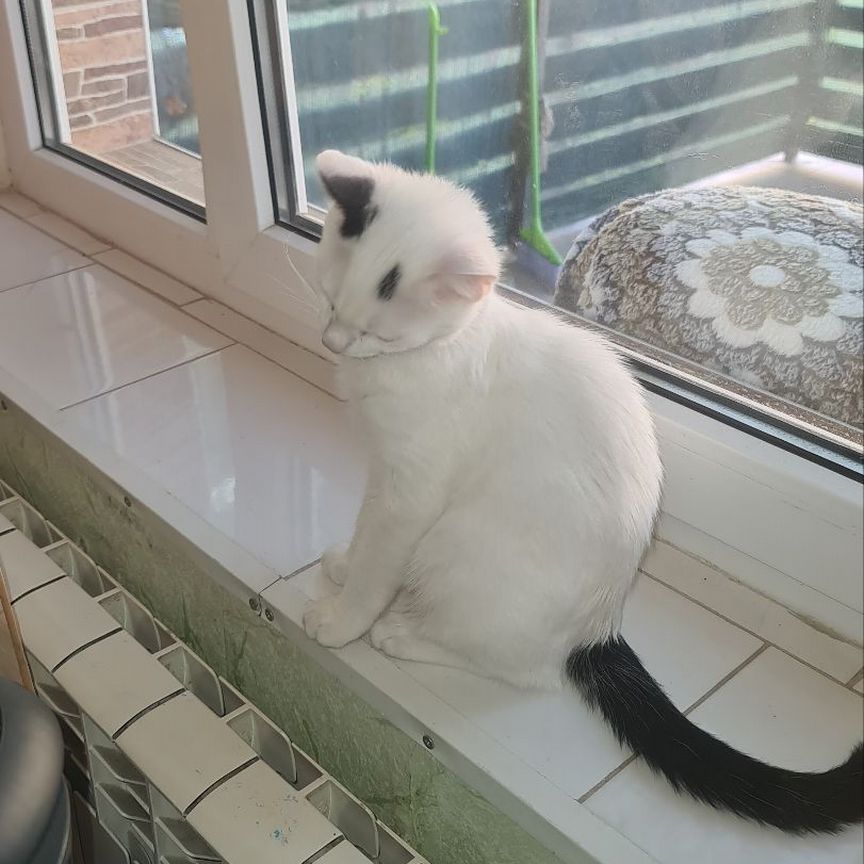 Котенок мальчик 4 месяца