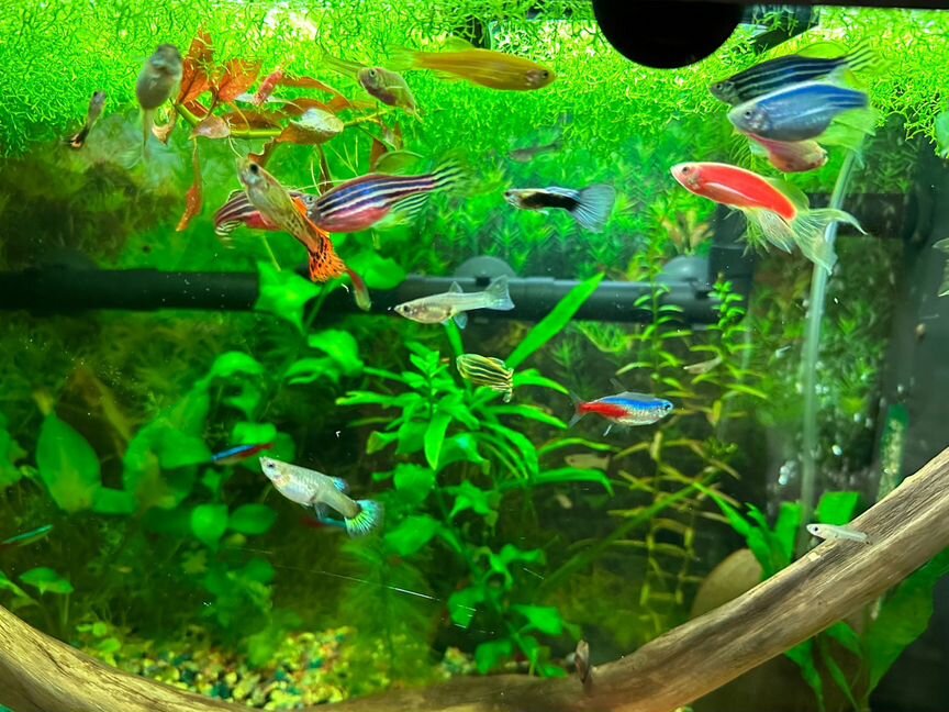 Аквариумные рыбки гуппи
