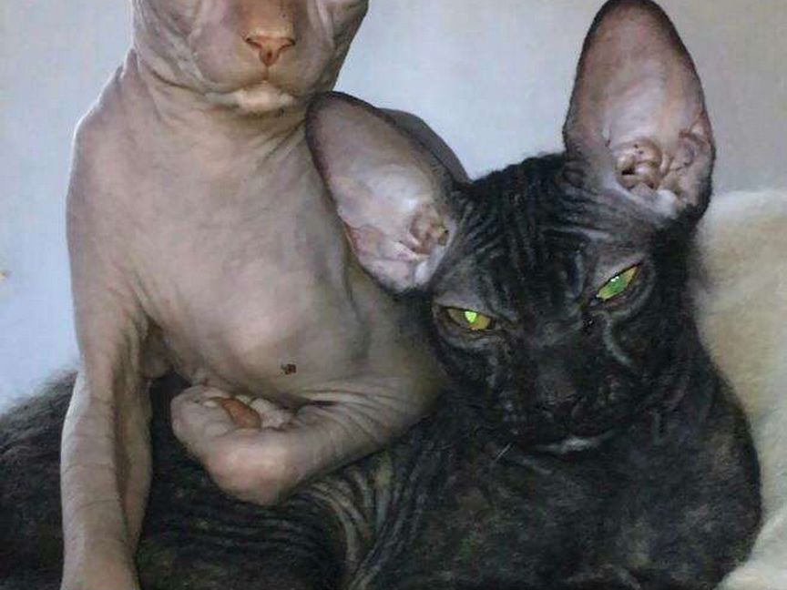 Донской сфинкс котята