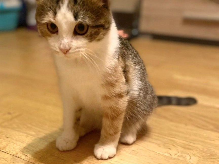 Котенок-девочка трехцветка в добрые руки