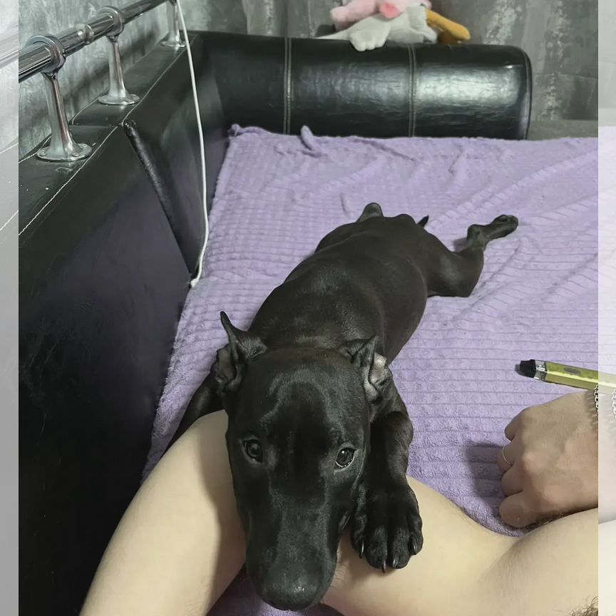 Американский питбультерьер, щенок