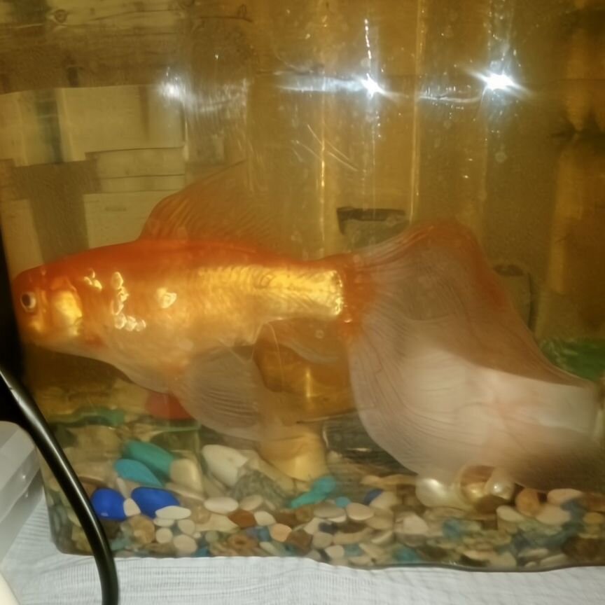 Золотая рыбка