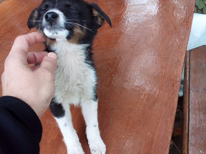 Продам щенка Лайки