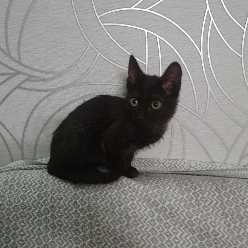 Чёрные котята братишки ищут дом