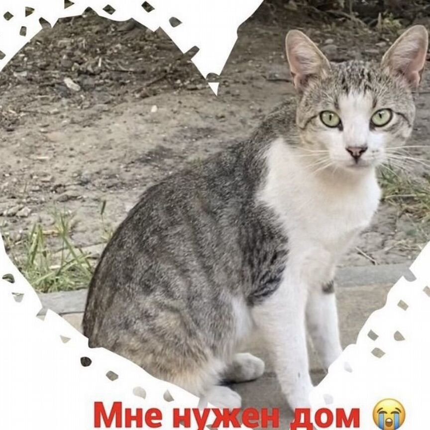 Безумно ласковый котик мерзнет на улице