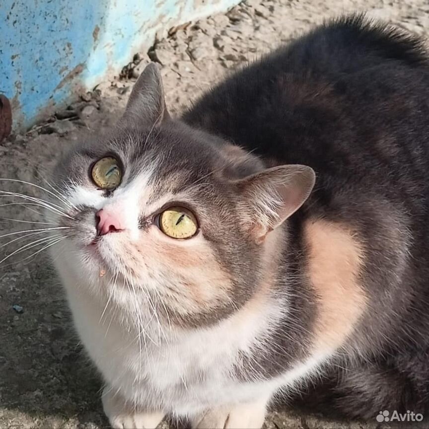 Лучшей кошечке лучший дом