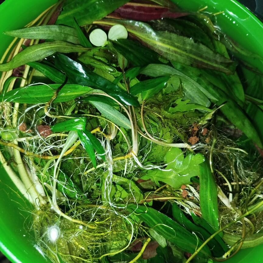 Прополка криптокорины. бронь до 21:00