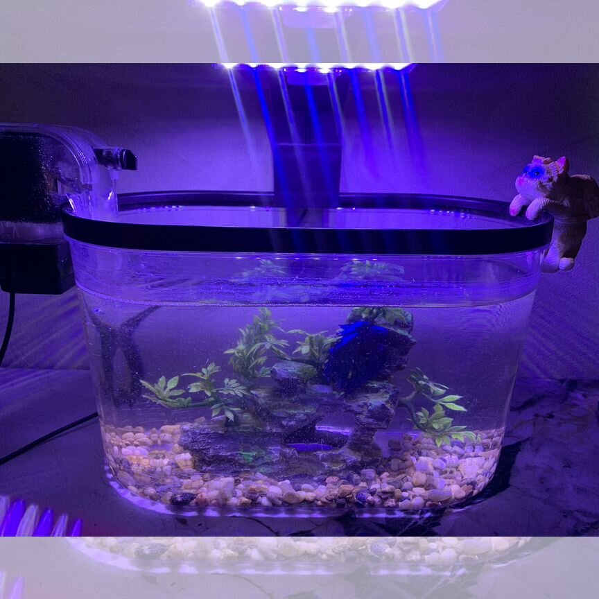 Аквариум с рыбками